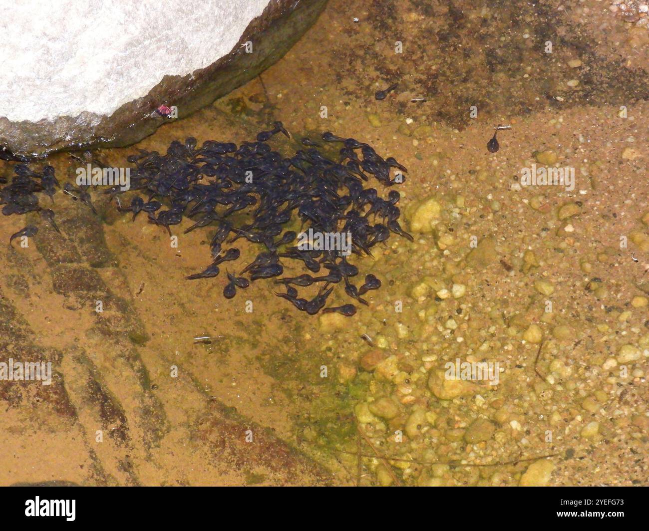Marbled rubber frog (Phrynomantis annectens Stock Photo - Alamy