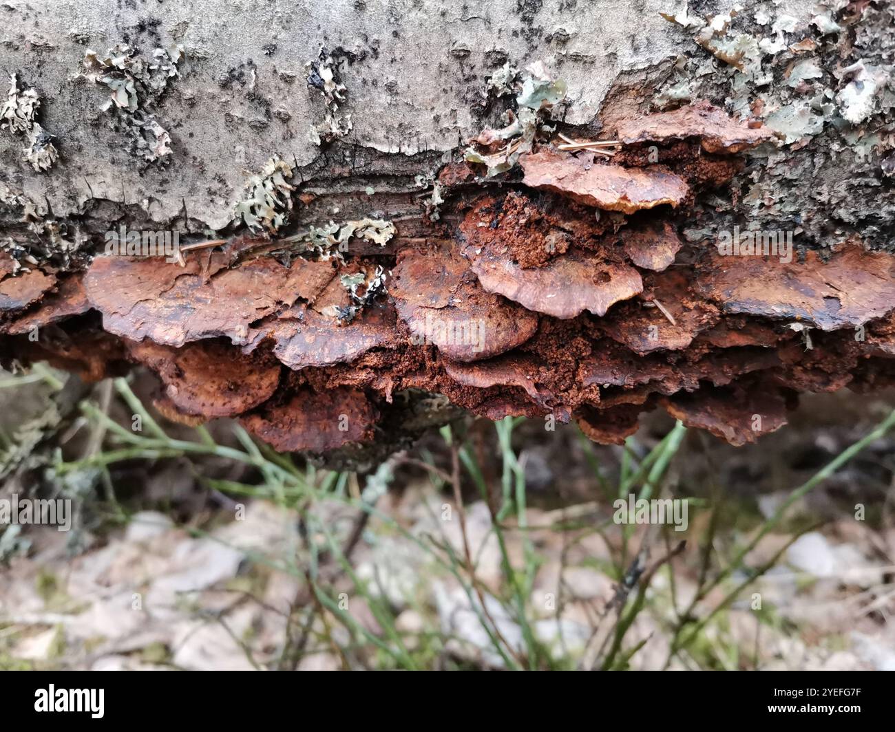 Mensularia radiata hi-res stock photography and images - Alamy