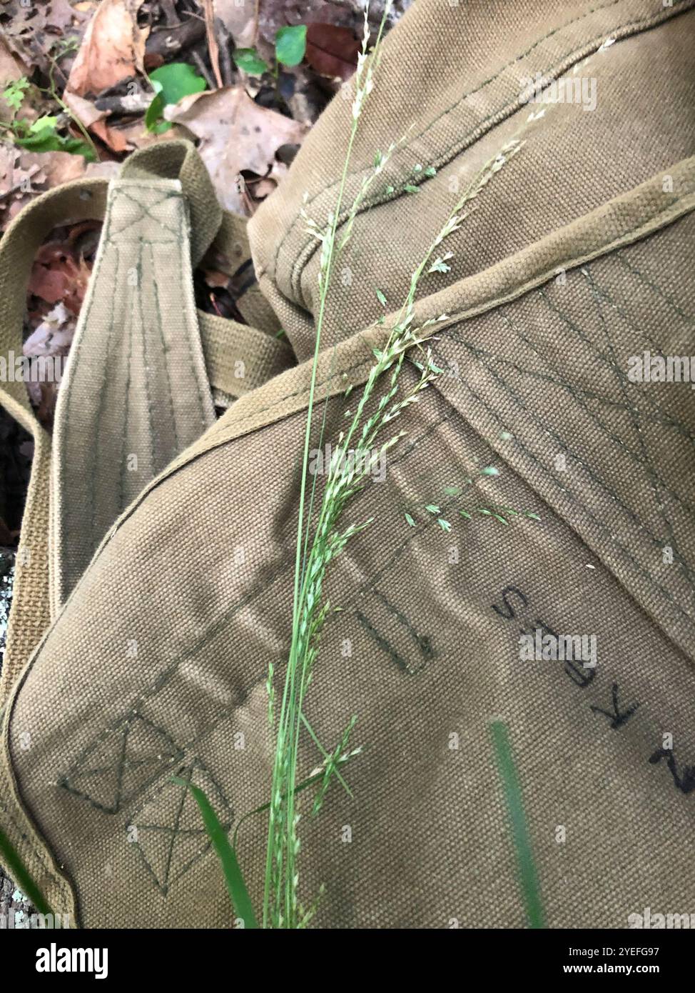 Shiny Wedgegrass (Sphenopholis nitida Stock Photo - Alamy