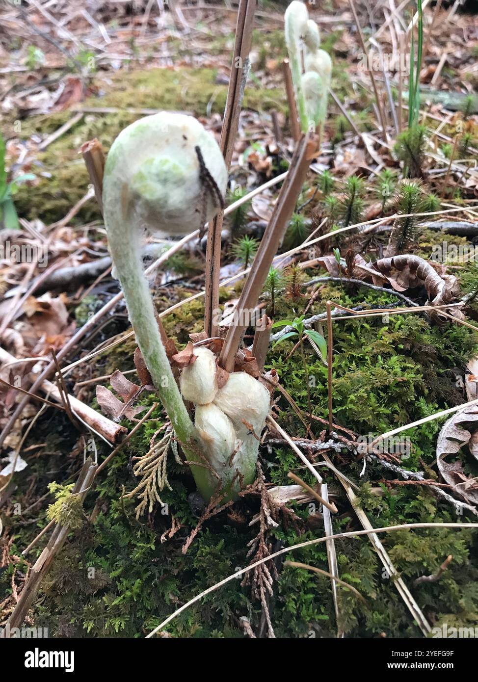 Royal fern family (Osmundaceae Stock Photo - Alamy