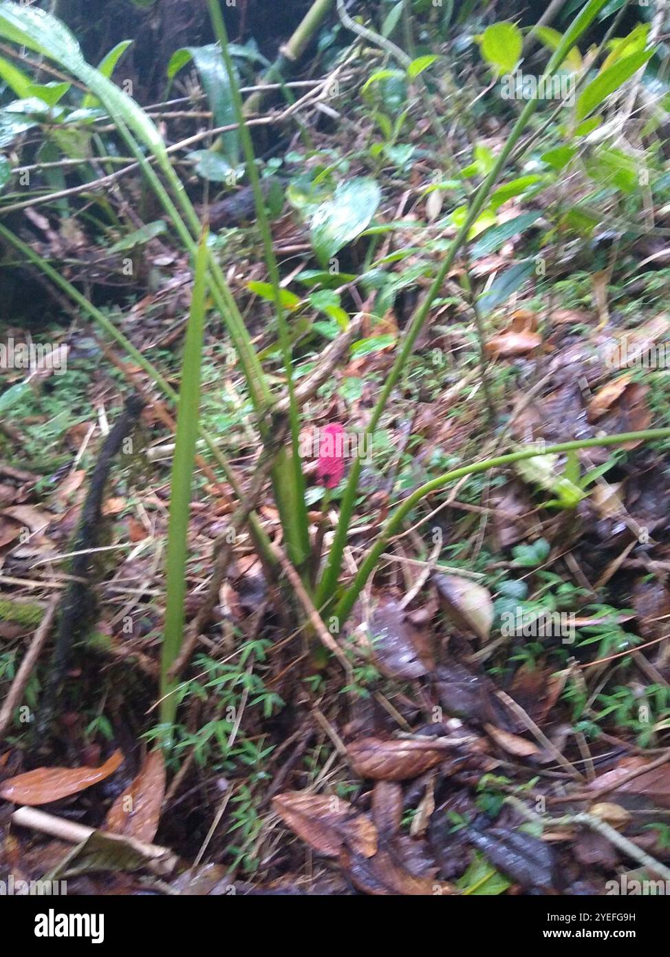 Family cyclanthaceae hi-res stock photography and images - Alamy