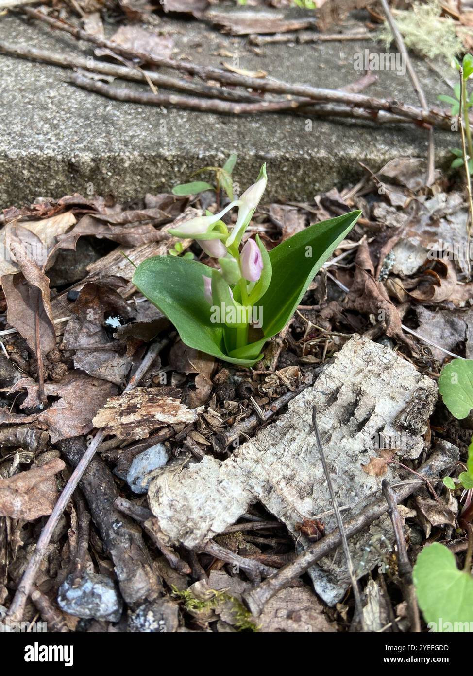 Galearis spectabilis hi-res stock photography and images - Alamy