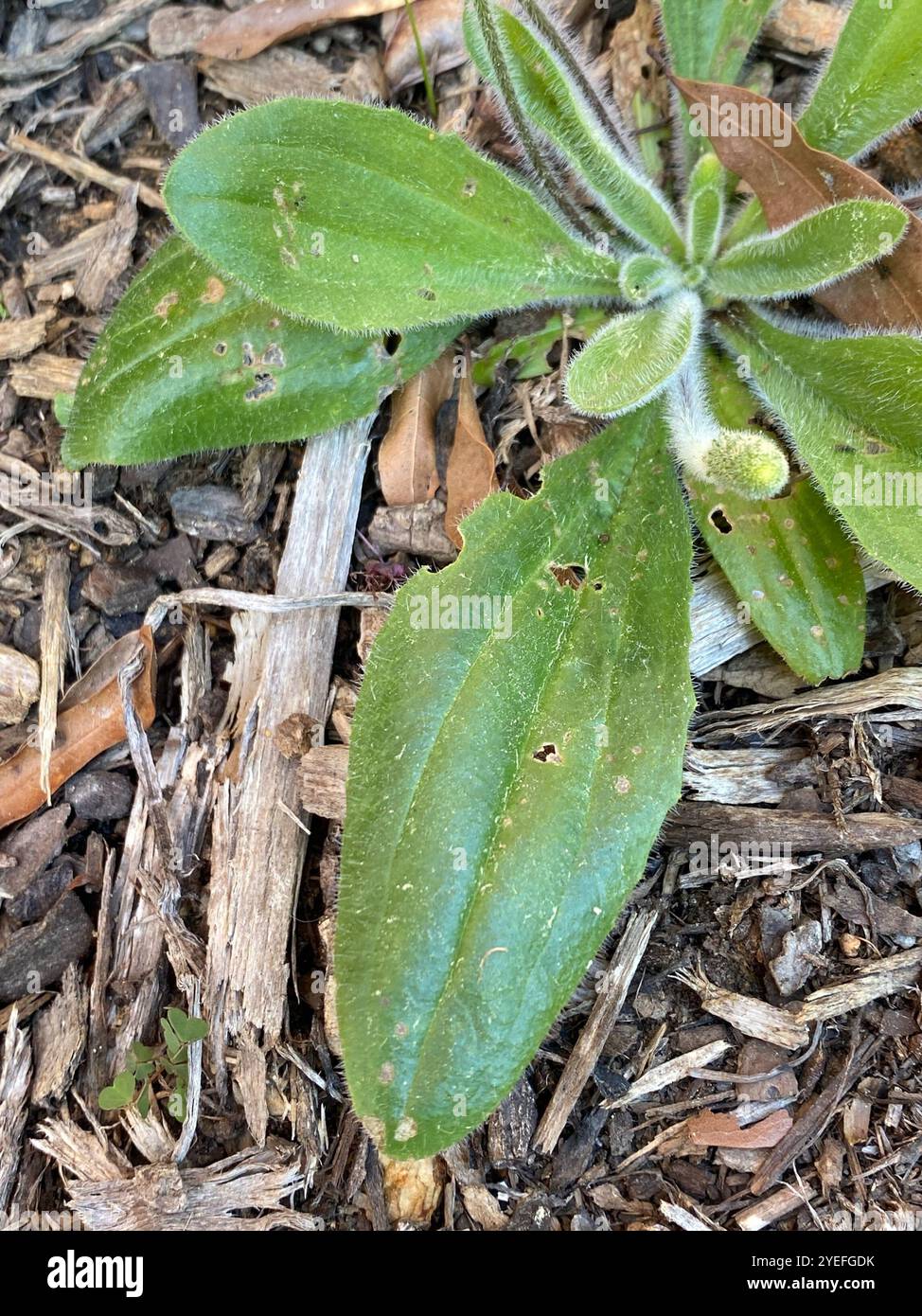 dwarf plantain (Plantago virginica Stock Photo - Alamy