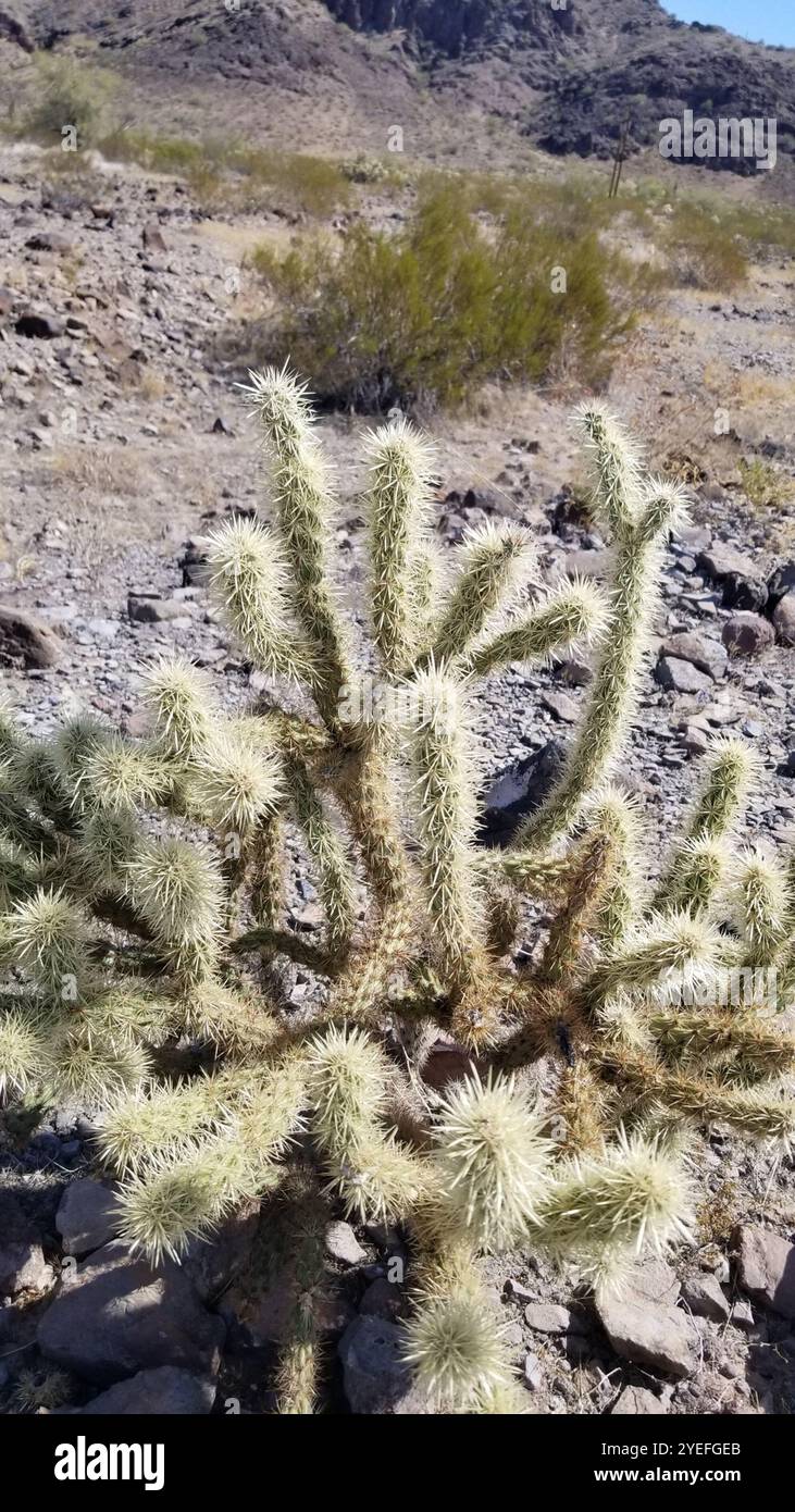 Silver Cholla (Cylindropuntia echinocarpa Stock Photo - Alamy