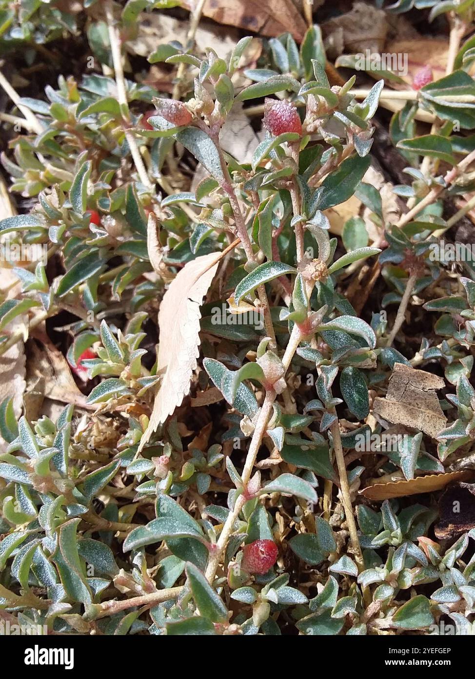 Berry saltbush hi-res stock photography and images - Alamy