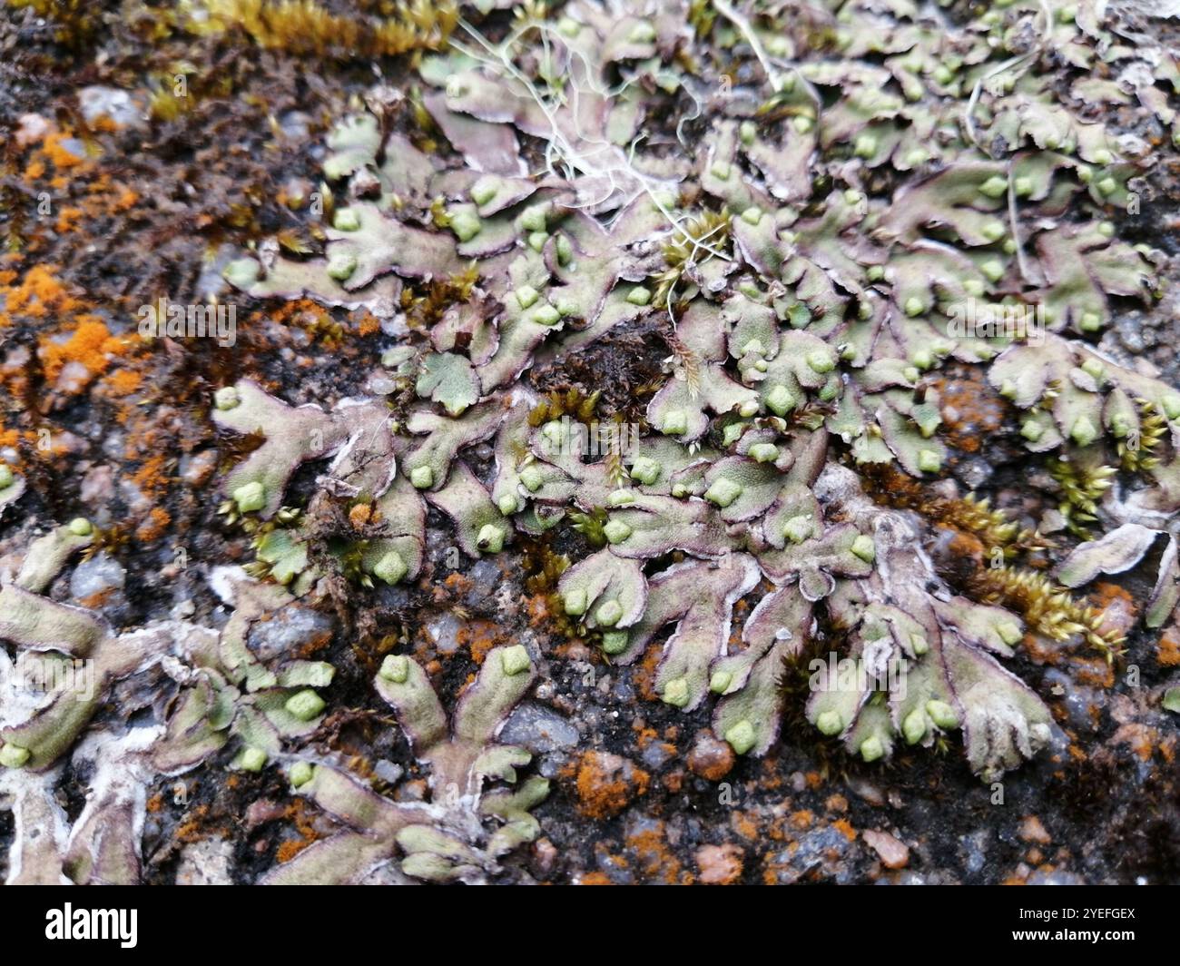 Narrow Mushroom-headed Liverwort (Marchantia quadrata Stock Photo - Alamy
