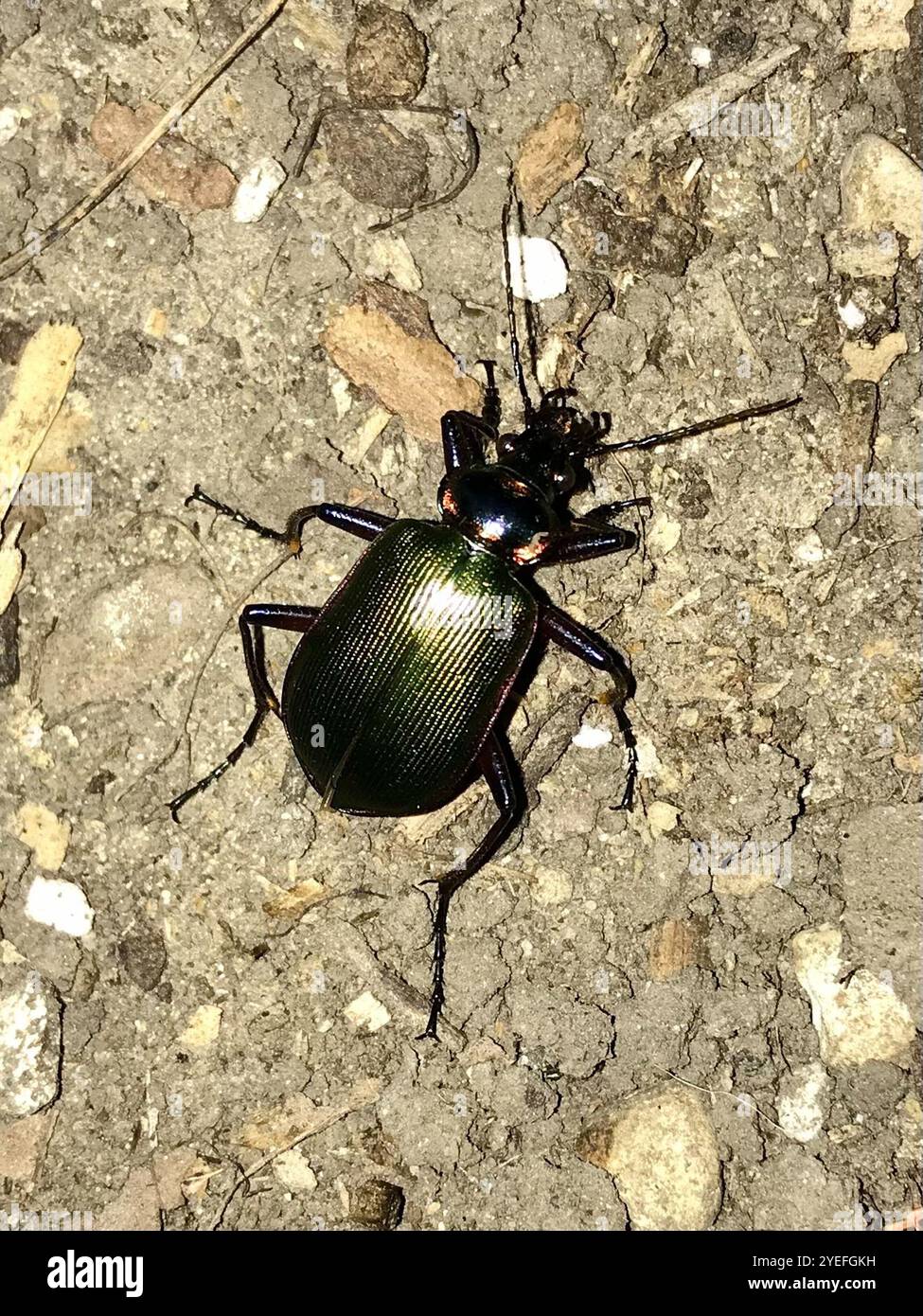 Fiery Searcher (Calosoma scrutator Stock Photo - Alamy