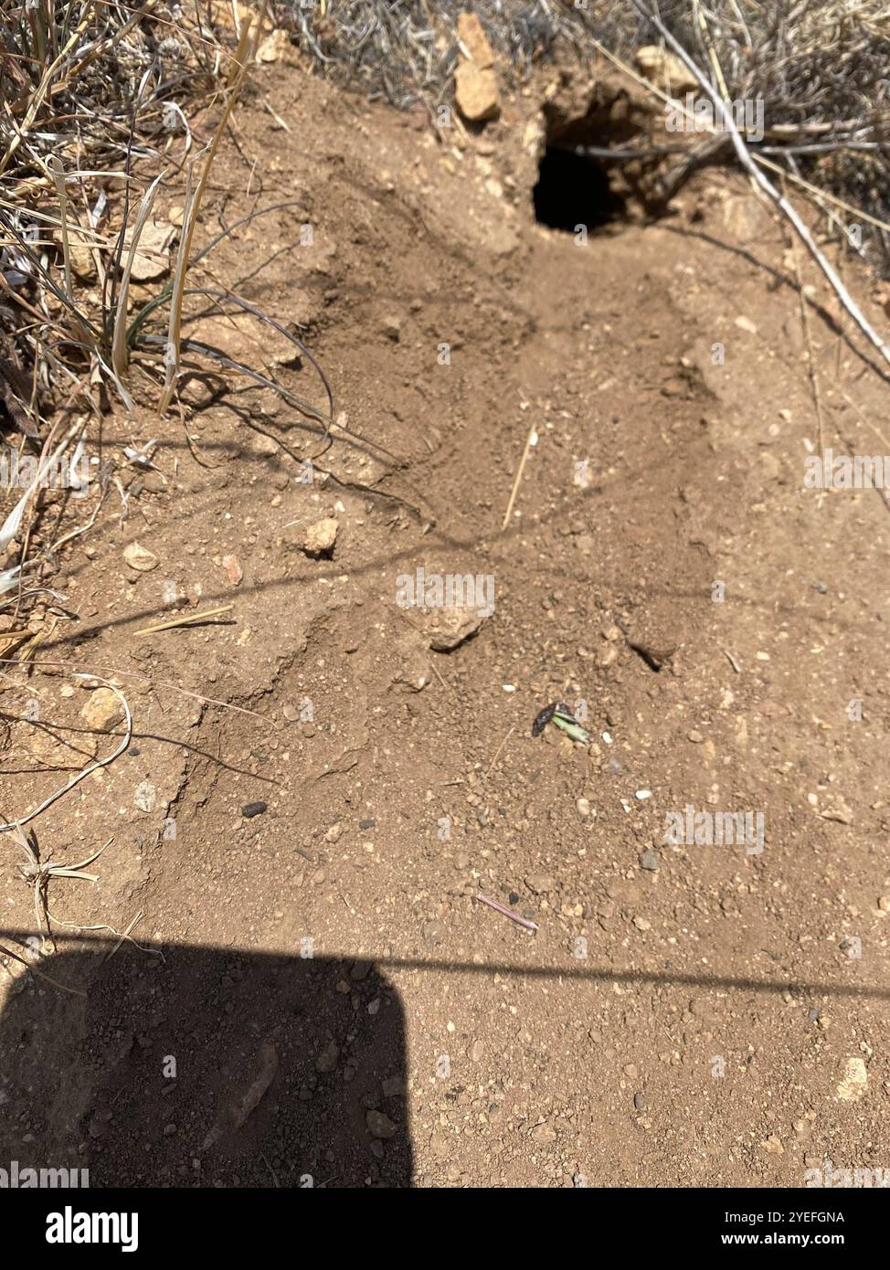 Kangaroo Rats (Dipodomys Stock Photo - Alamy