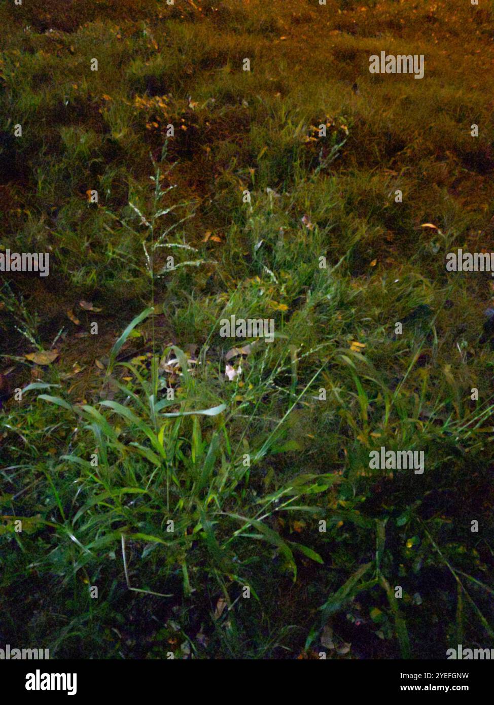 guinea grass (Megathyrsus maximus Stock Photo - Alamy