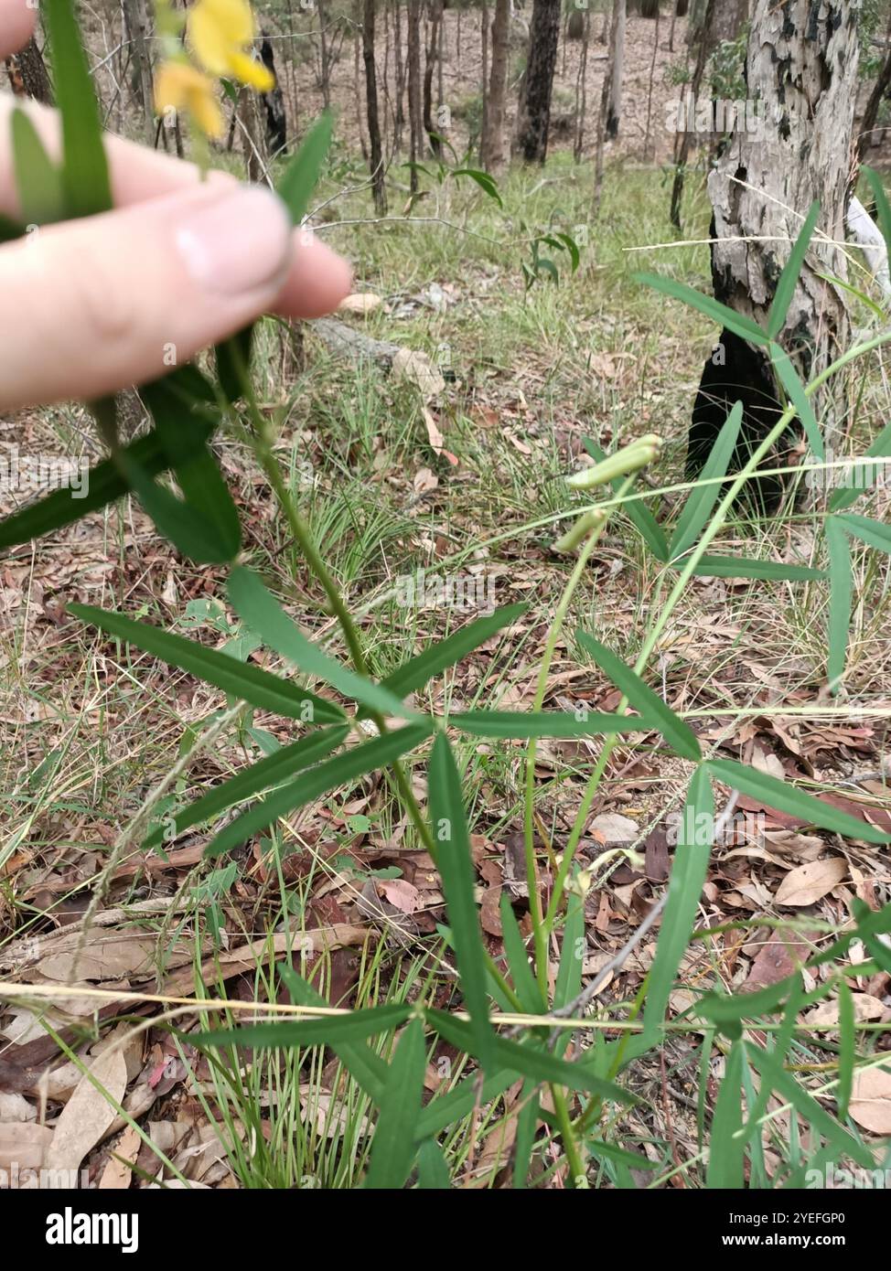 lanceleaf rattlebox (Crotalaria lanceolata Stock Photo - Alamy