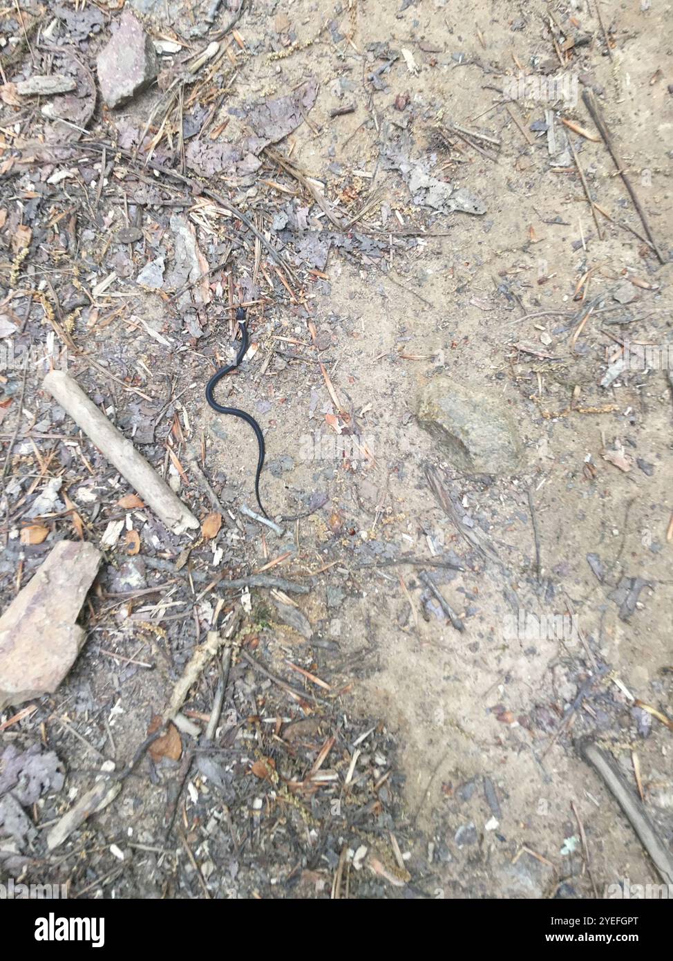 Southern Ringneck Snake (Diadophis punctatus punctatus Stock Photo - Alamy