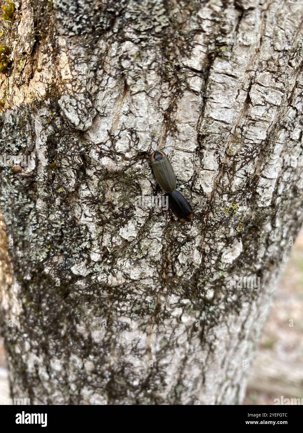 Winter Firefly (Ellychnia corrusca Stock Photo - Alamy