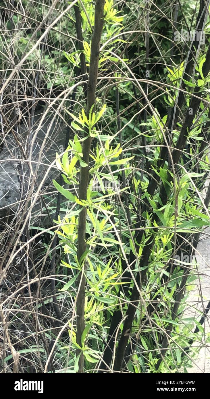 Baccharis neglecta hi-res stock photography and images - Alamy