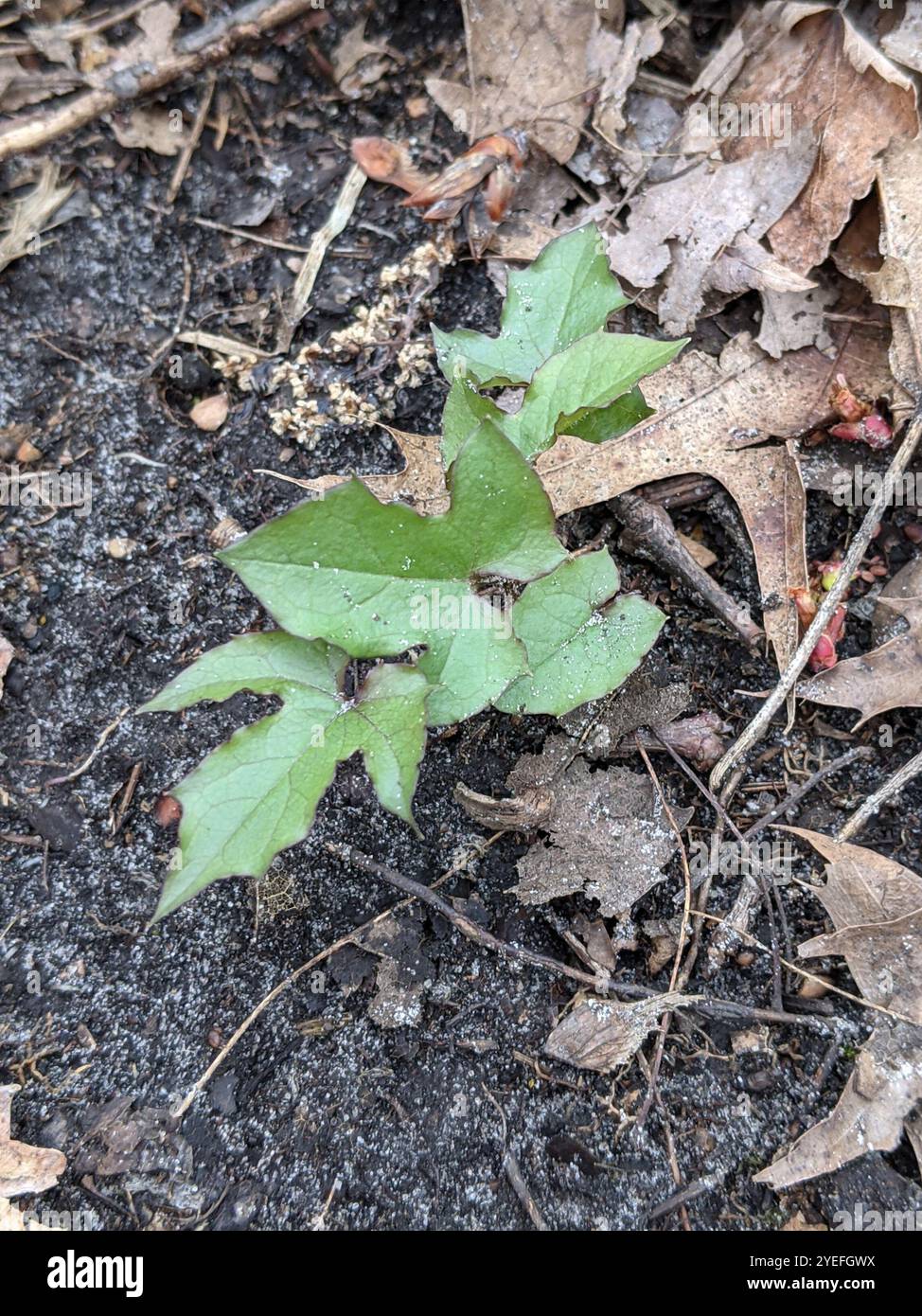 Rattlesnake roots hi-res stock photography and images - Alamy