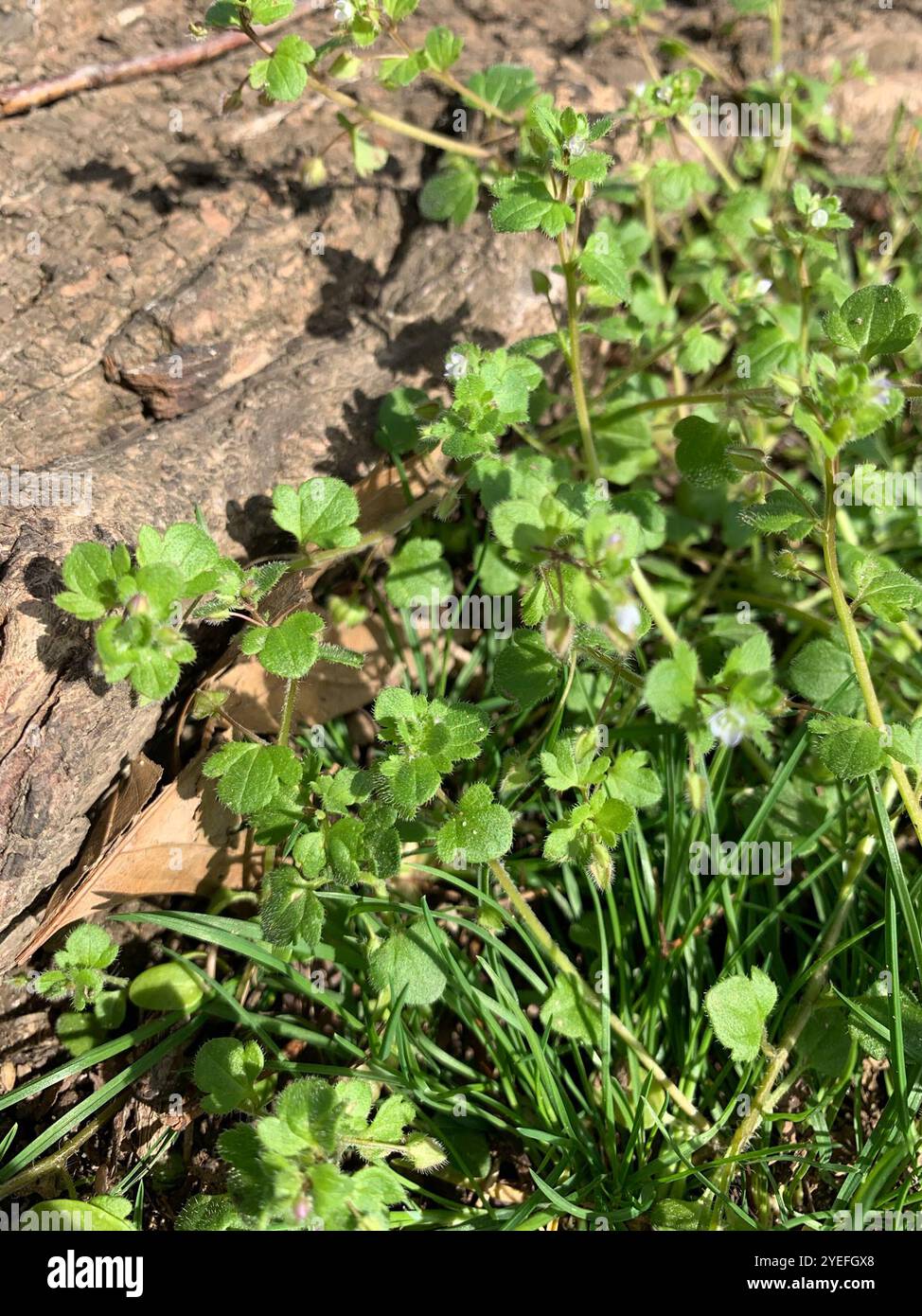 Ivy-leaved Speedwell (Veronica hederifolia Stock Photo - Alamy