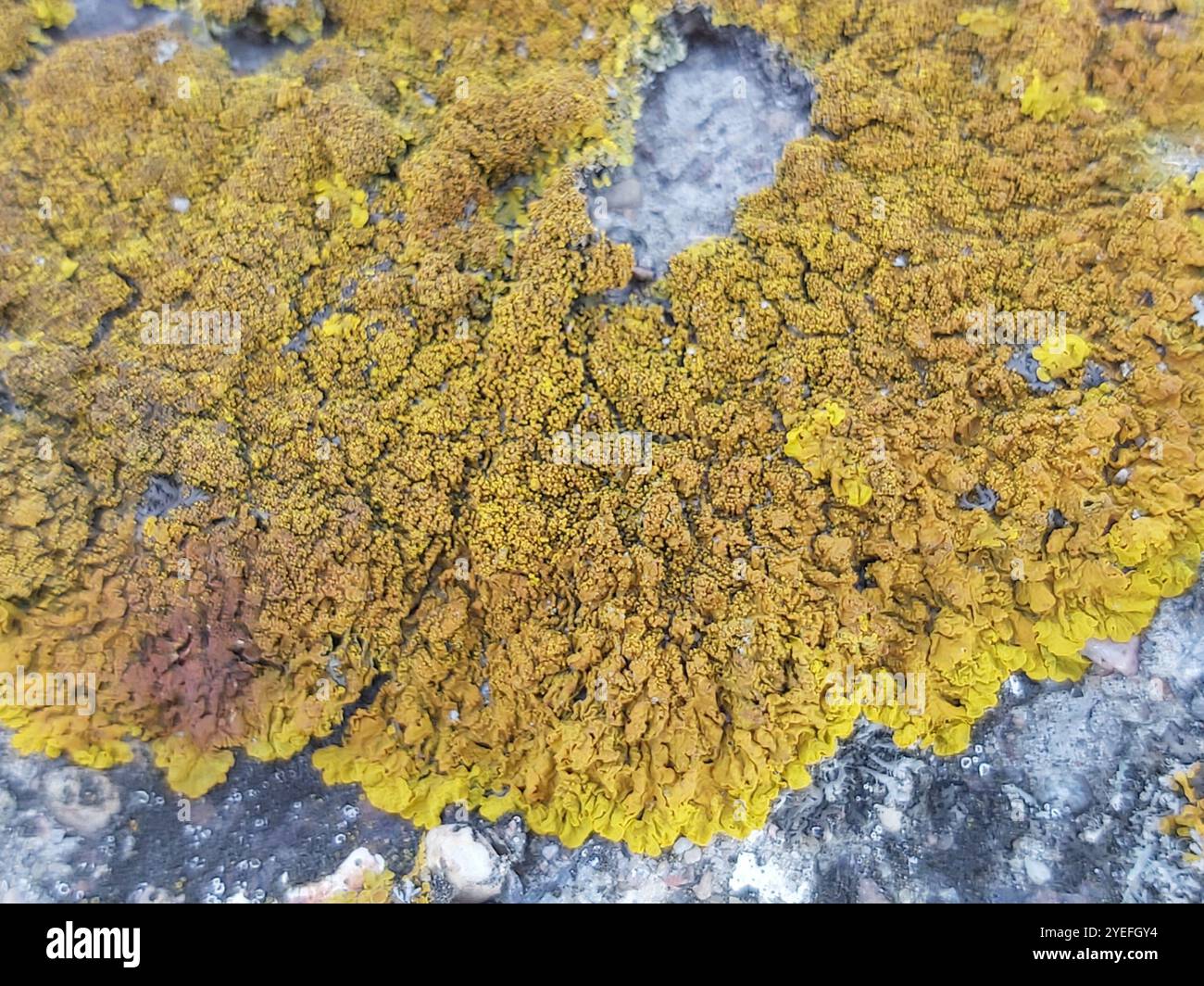 Xanthoria calcicola hi-res stock photography and images - Alamy