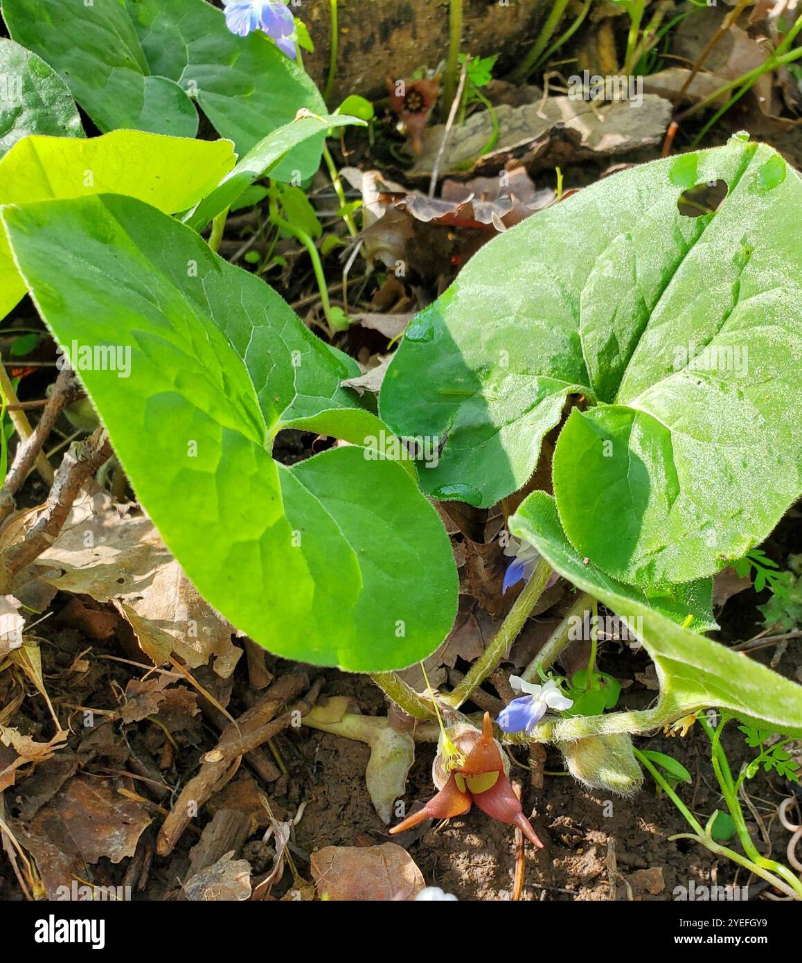 Canadian wild ginger (Asarum canadense Stock Photo - Alamy