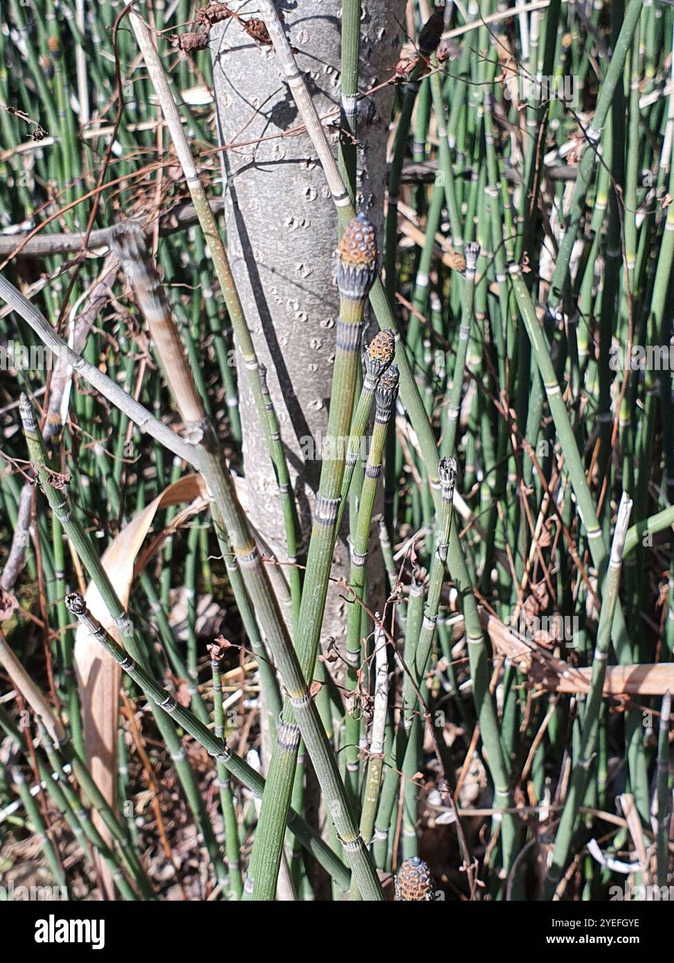 rough horsetail (Equisetum hyemale Stock Photo - Alamy