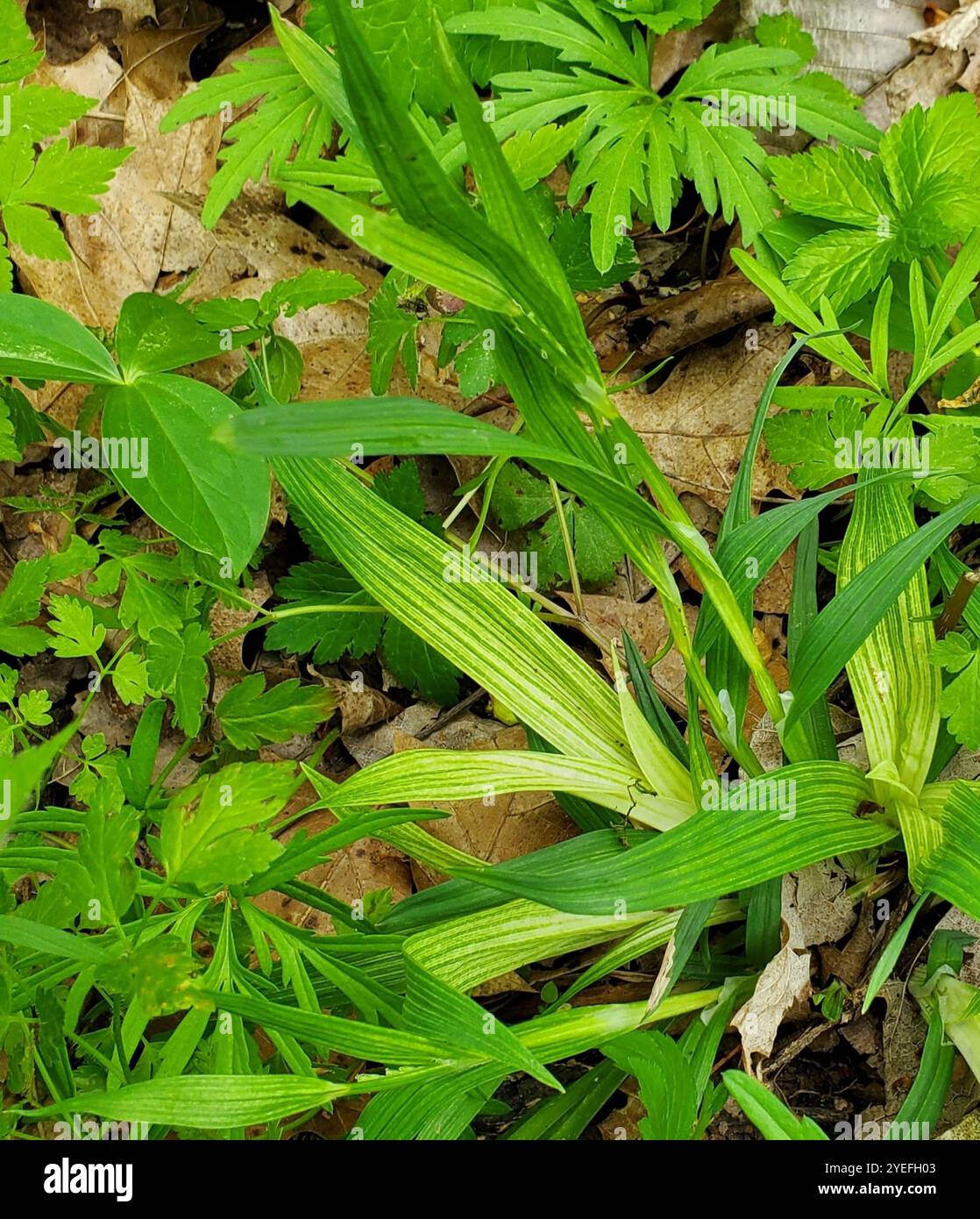 White Bear Sedge (Carex albursina Stock Photo - Alamy