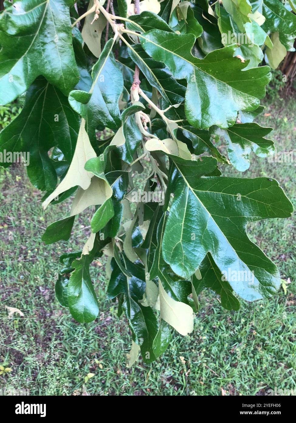 post oak (Quercus stellata Stock Photo - Alamy