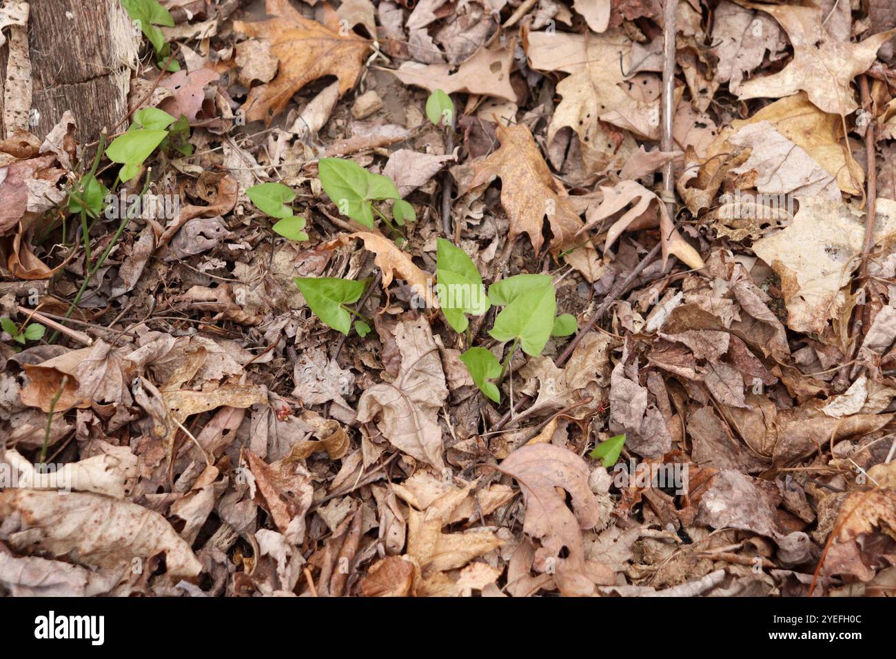 Halberd-leaved violet (Viola hastata Stock Photo - Alamy