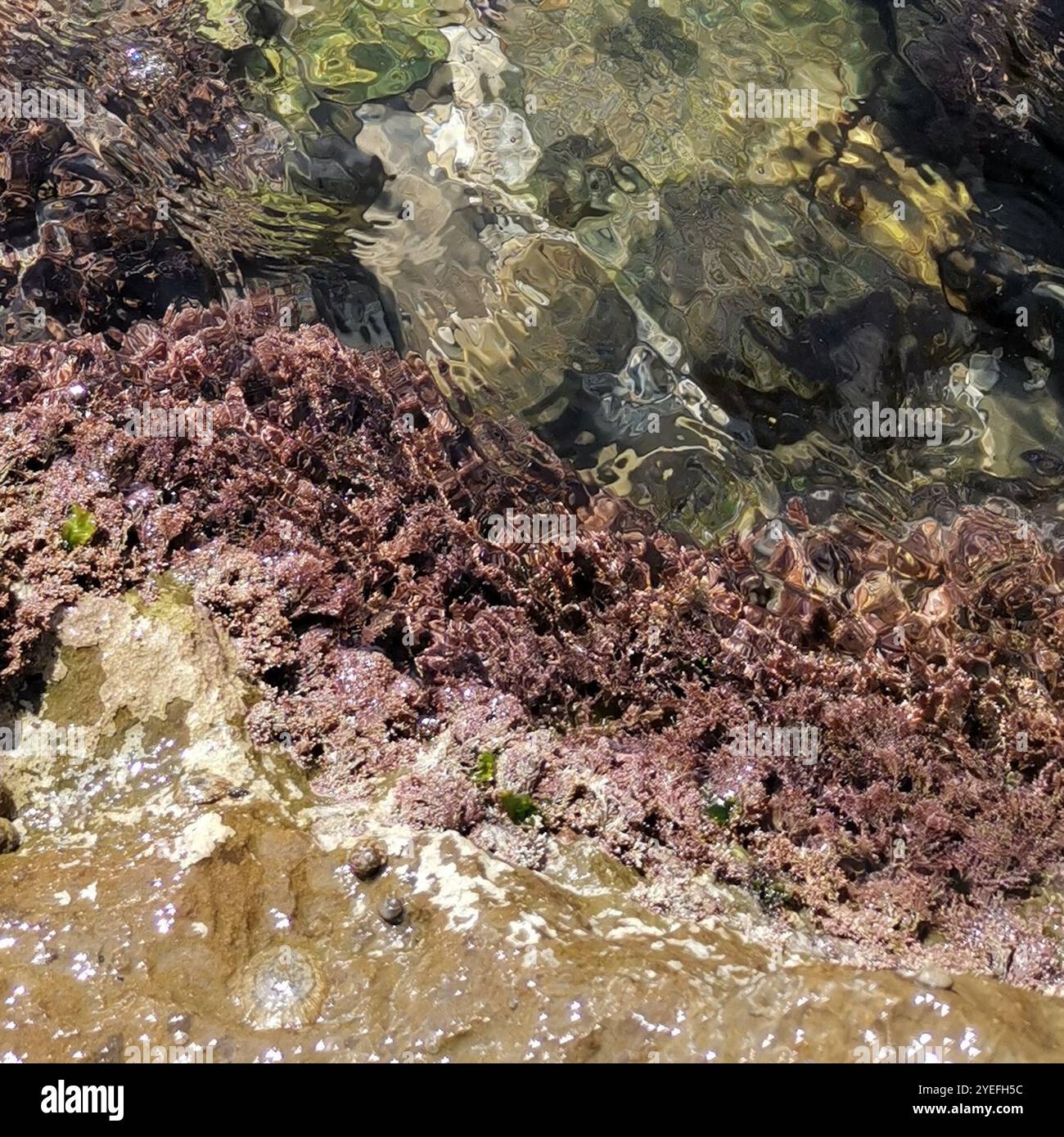 Jania rubens hi-res stock photography and images - Alamy
