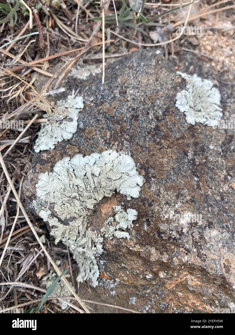 rock greenshield lichen (Flavoparmelia baltimorensis Stock Photo - Alamy
