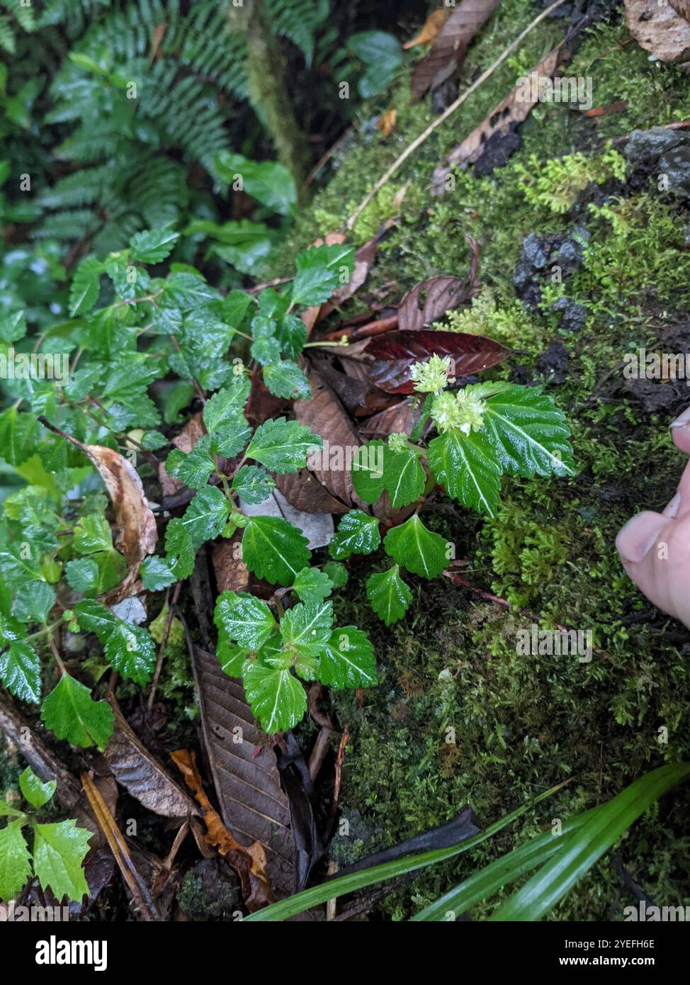 nettle family (Urticaceae Stock Photo - Alamy