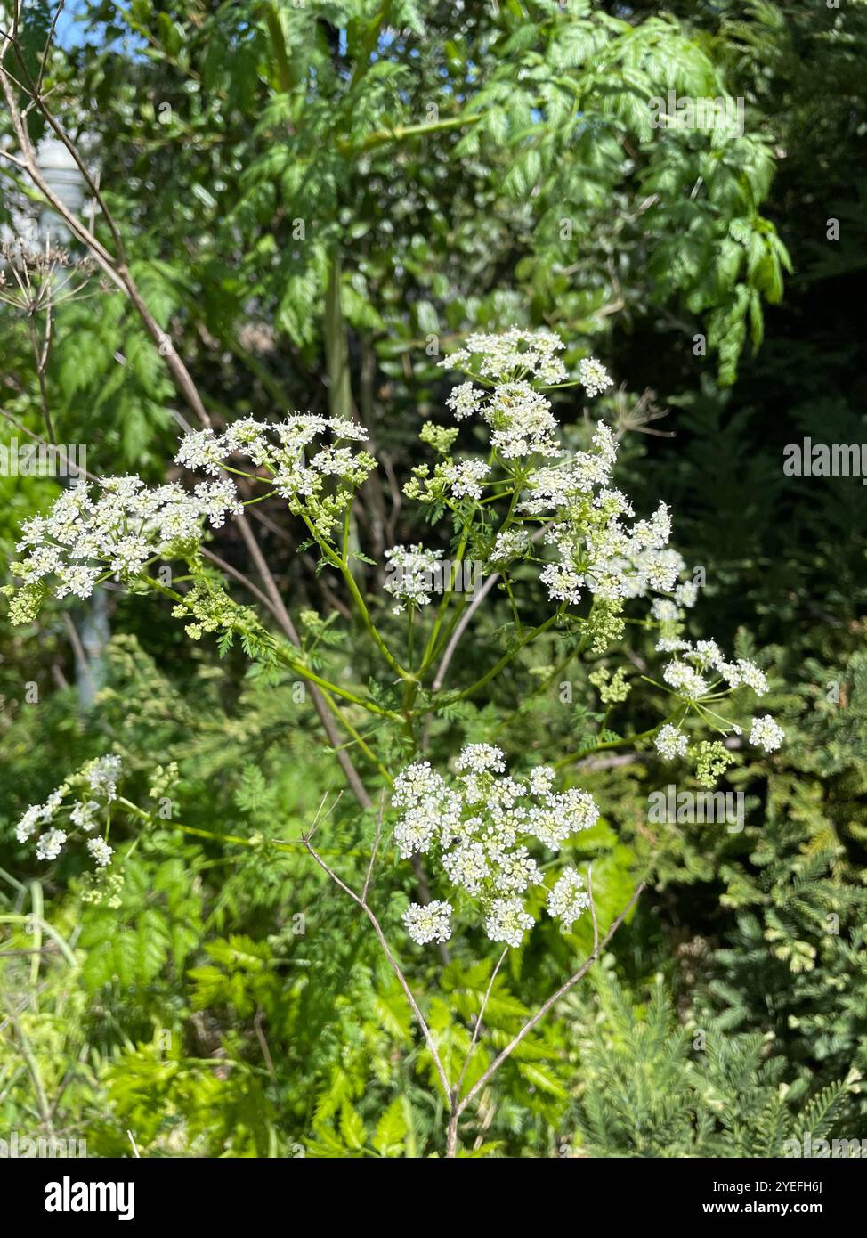 poison hemlock (Conium maculatum Stock Photo - Alamy