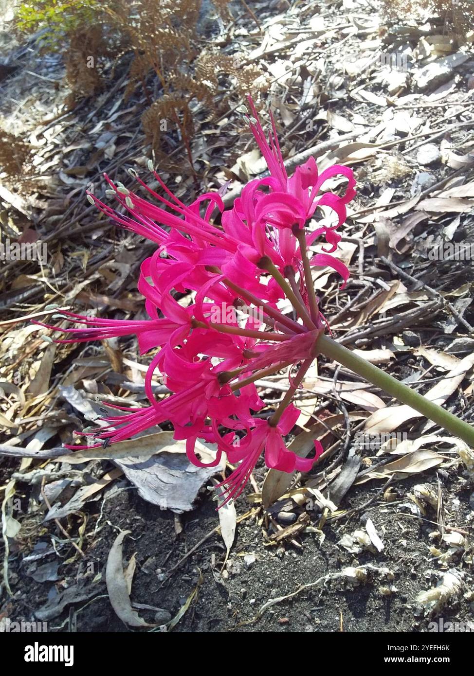 Guernsey lily nerine sarniensis hi-res stock photography and images - Alamy
