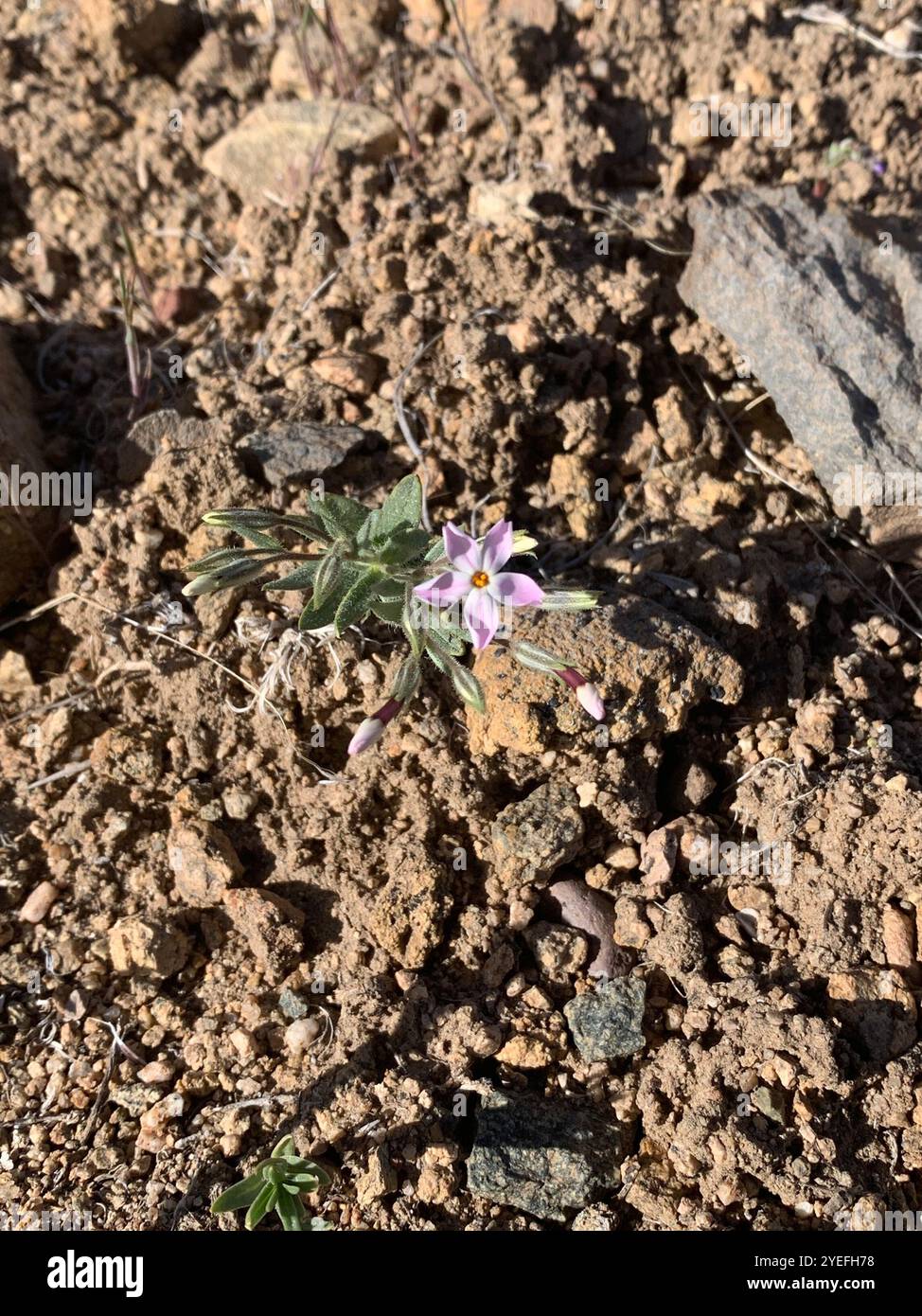 Longleaf Phlox (Phlox longifolia Stock Photo - Alamy