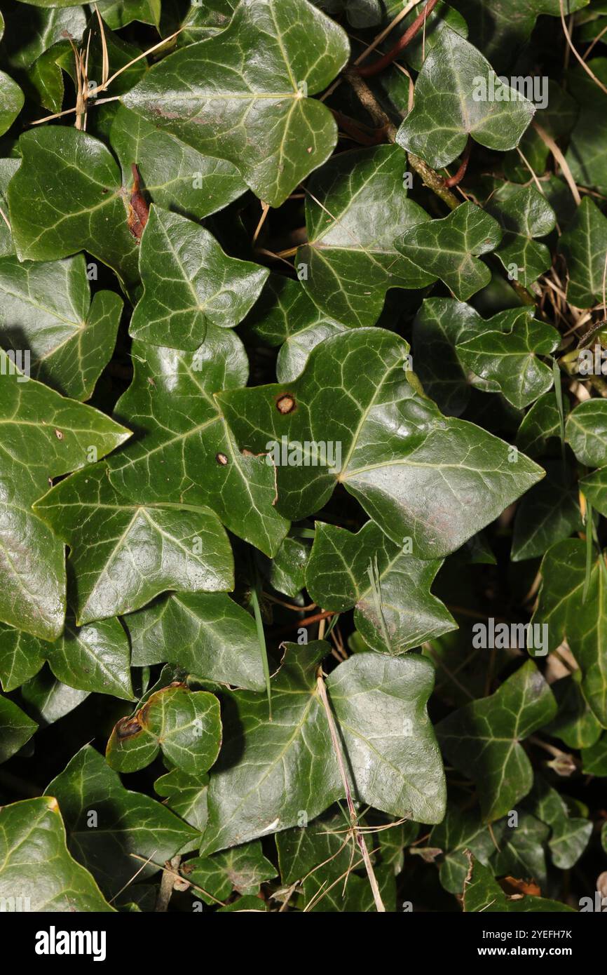 common ivy (Hedera helix Stock Photo - Alamy