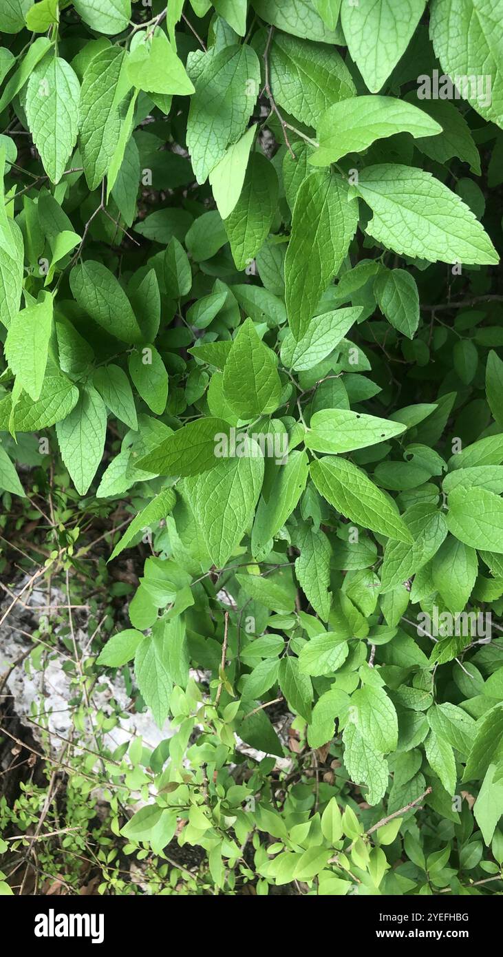 netleaf hackberry (Celtis reticulata Stock Photo - Alamy