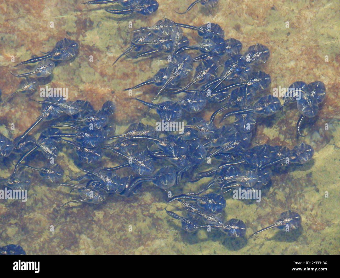 Marbled rubber frog (Phrynomantis annectens Stock Photo - Alamy