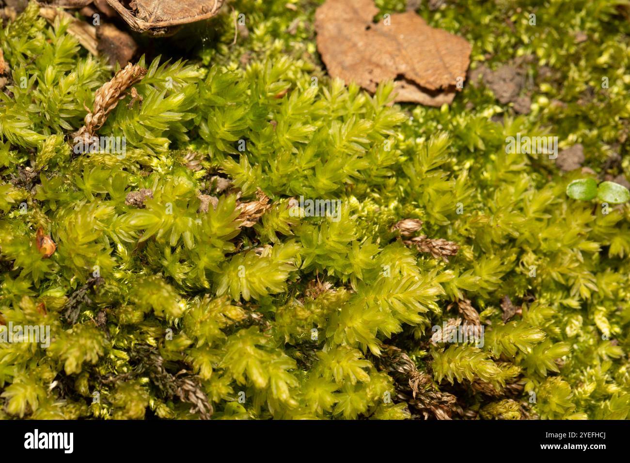 Horn Calcareous Moss (Mnium hornum Stock Photo - Alamy