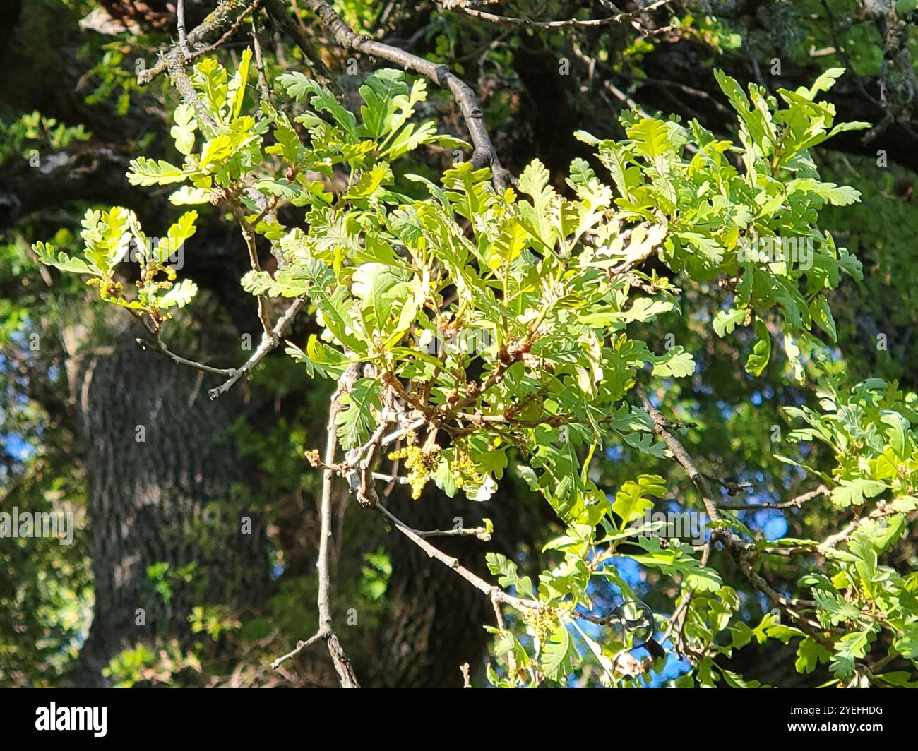 valley oak (Quercus lobata Stock Photo - Alamy