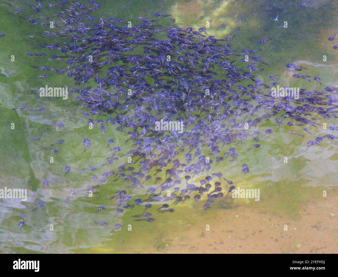 Marbled rubber frog (Phrynomantis annectens Stock Photo - Alamy