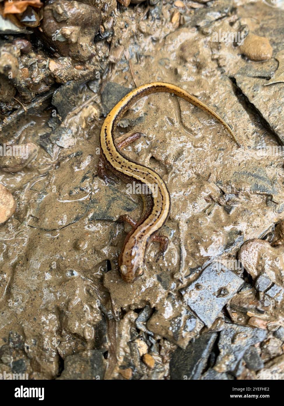 Southern Two-lined Salamander (Eurycea cirrigera Stock Photo - Alamy
