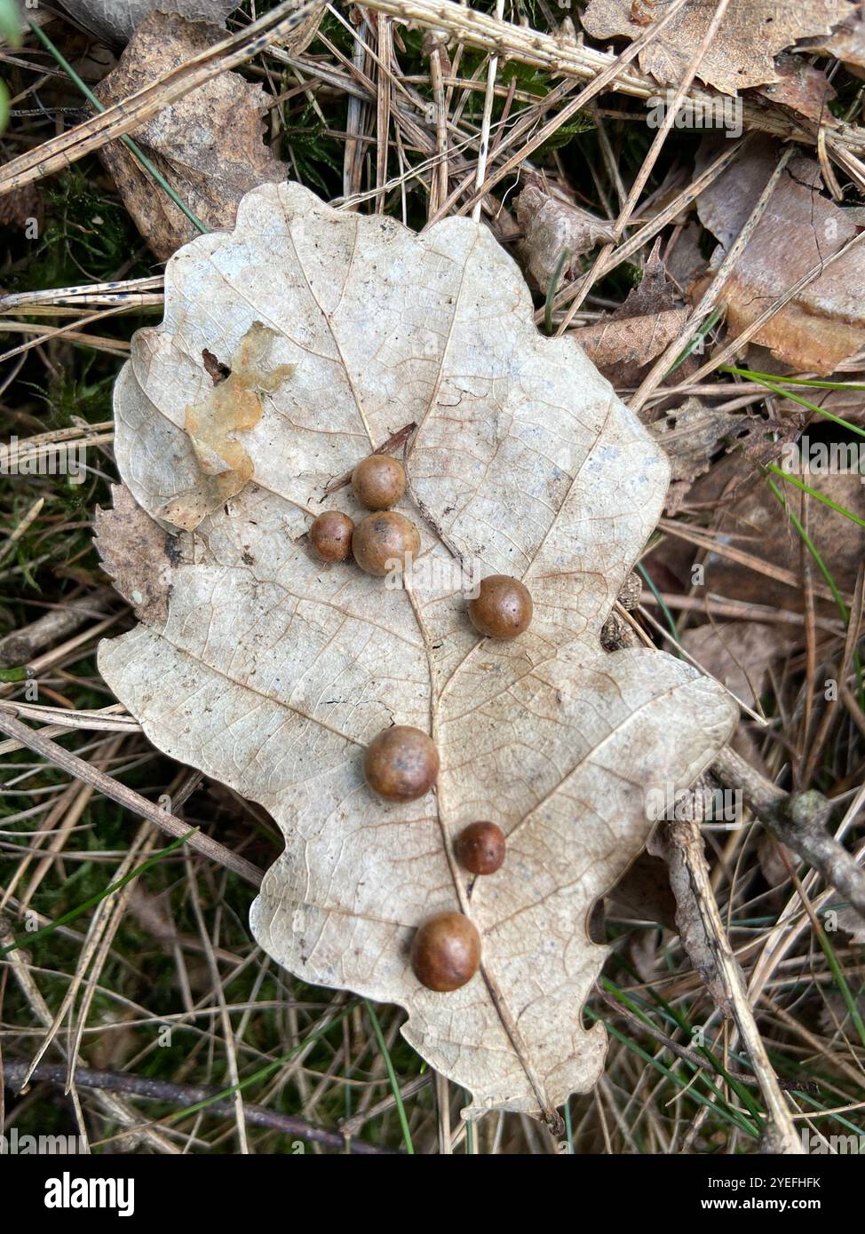 Pea Gall Wasp (Cynips divisa Stock Photo - Alamy