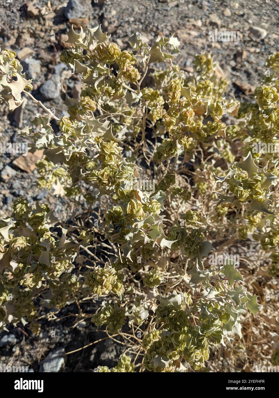 Desert Holly (Atriplex hymenelytra Stock Photo - Alamy