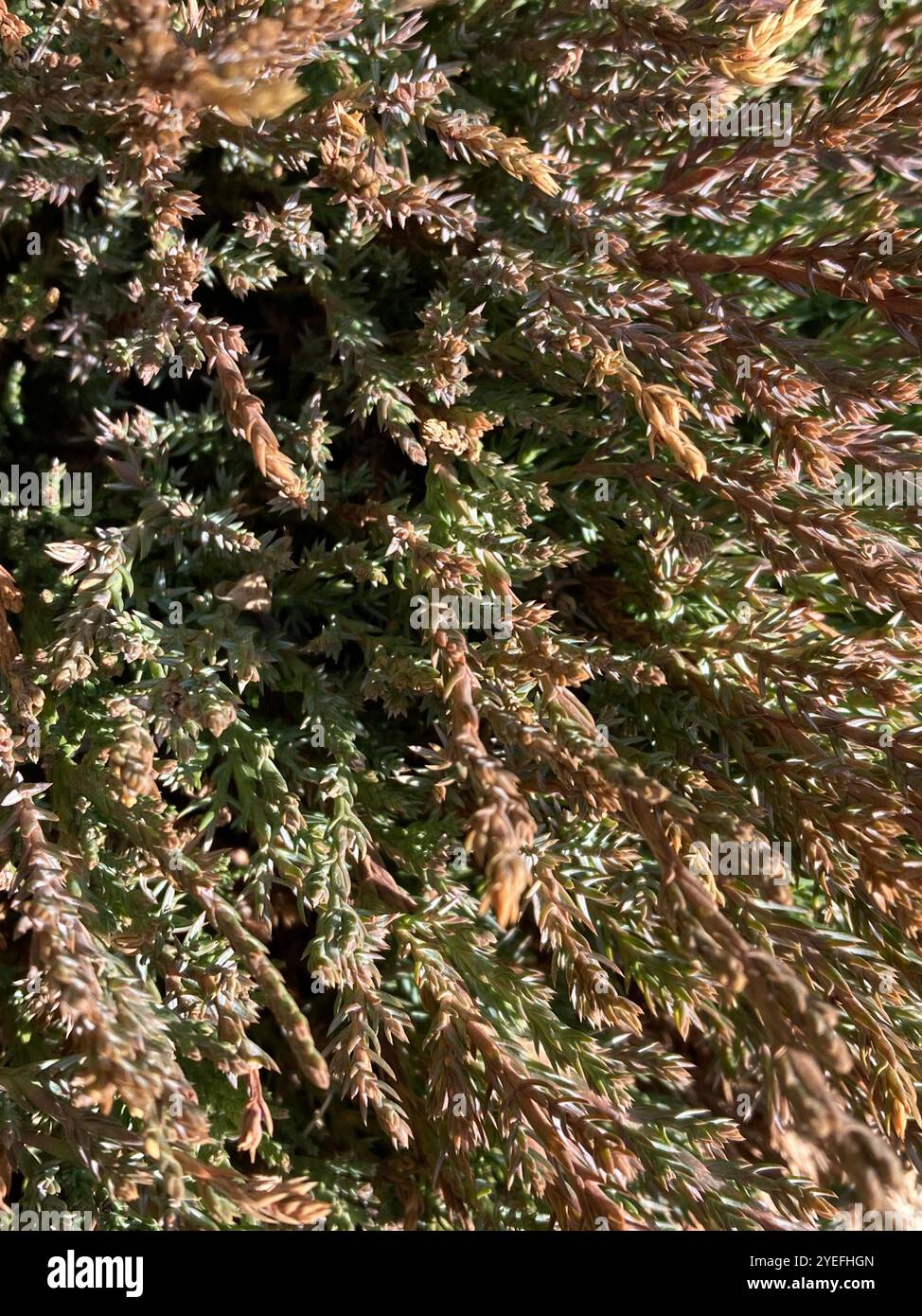 creeping juniper (Juniperus horizontalis Stock Photo - Alamy