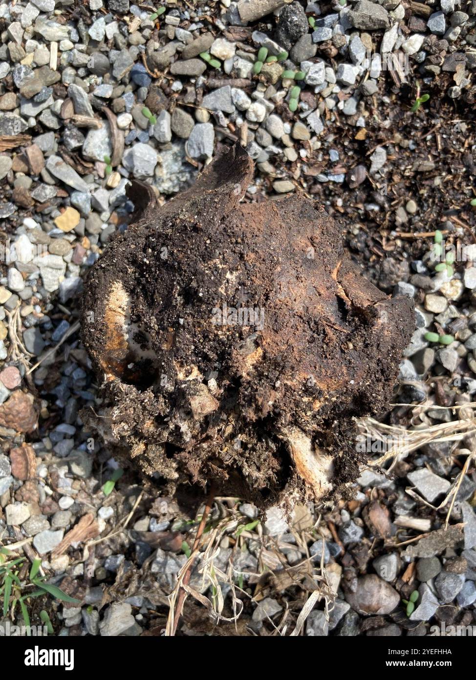 Many-rooted Earthball (Scleroderma polyrhizum Stock Photo - Alamy