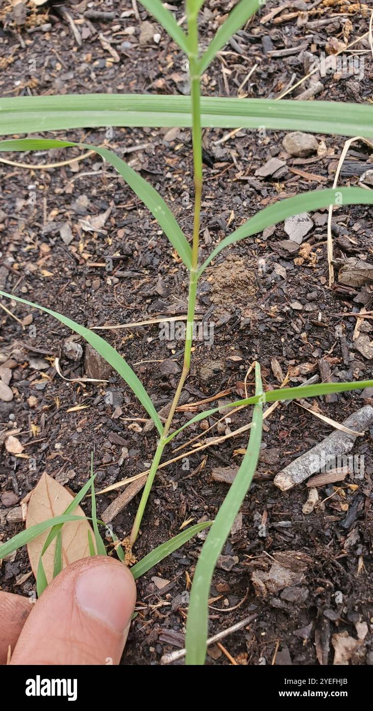 Bermuda grass (Cynodon dactylon Stock Photo - Alamy