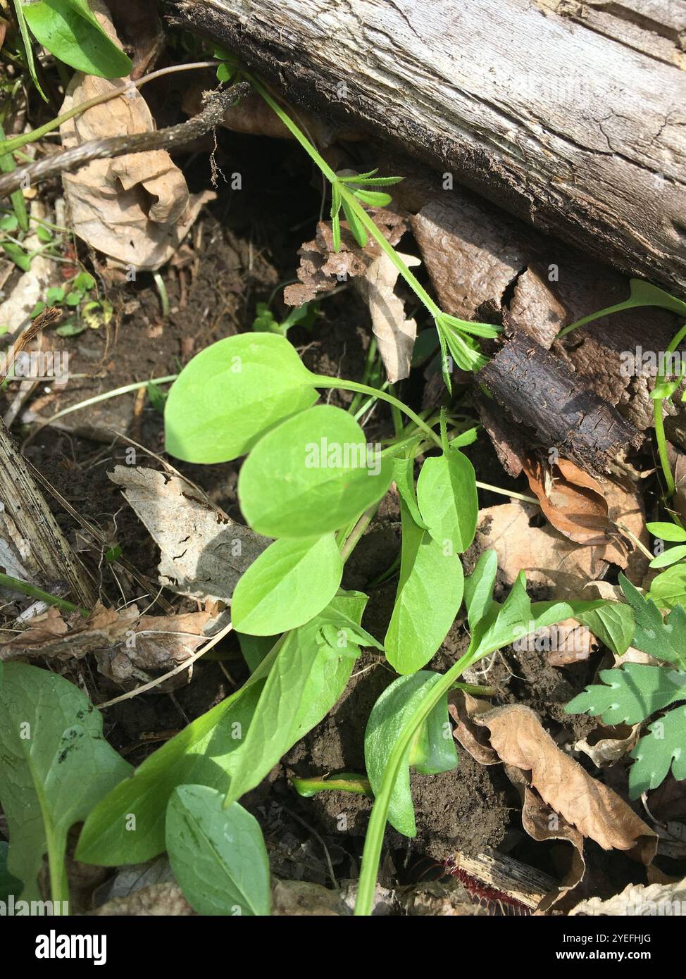 nodding rattlesnake root (Nabalus crepidineus Stock Photo - Alamy