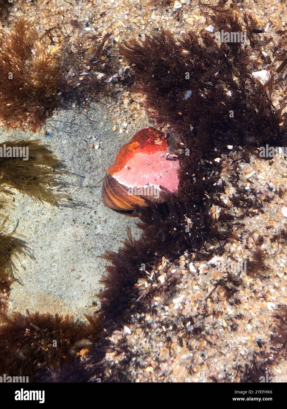 Tegula brunnea hi-res stock photography and images - Alamy