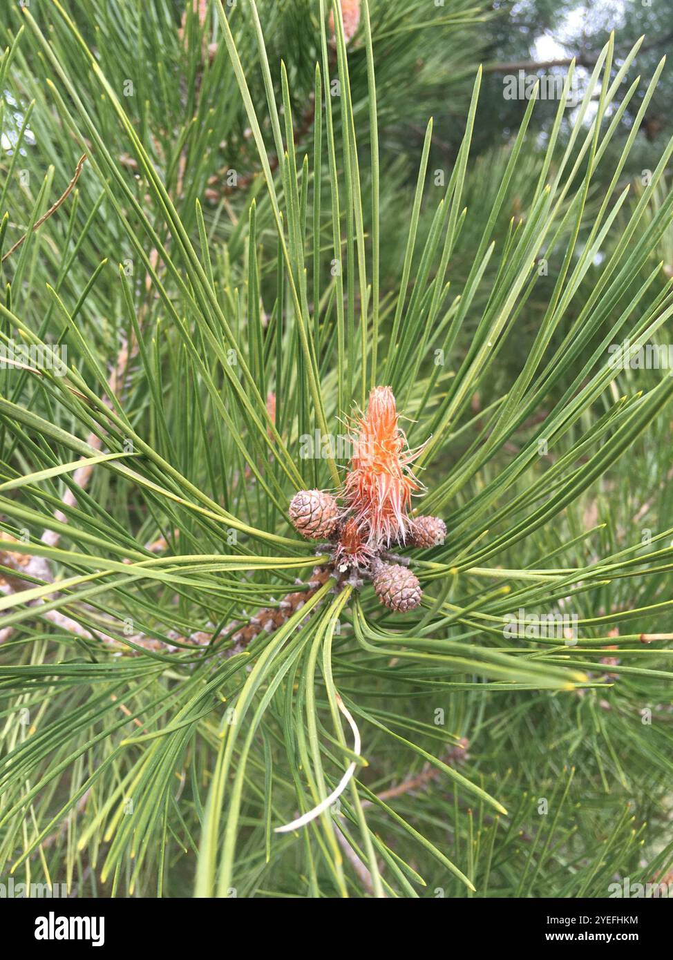 red pine (Pinus resinosa Stock Photo - Alamy