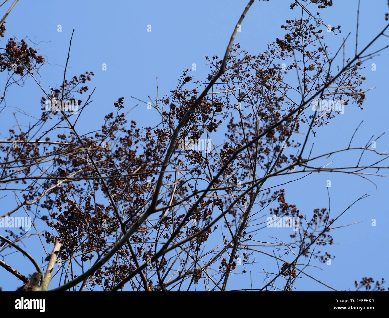 Subcostate Crape Myrtle (Lagerstroemia subcostata Stock Photo - Alamy