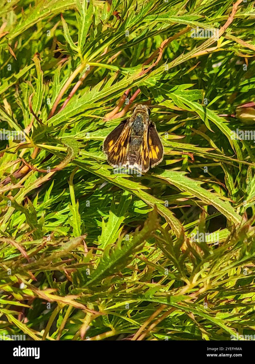 Northern Fiery Skipper (Hylephila phyleus phyleus Stock Photo - Alamy