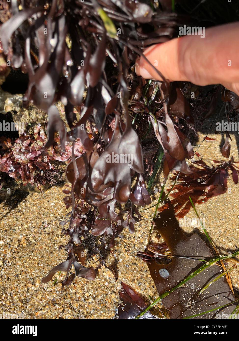 red algae (Rhodophyta Stock Photo - Alamy