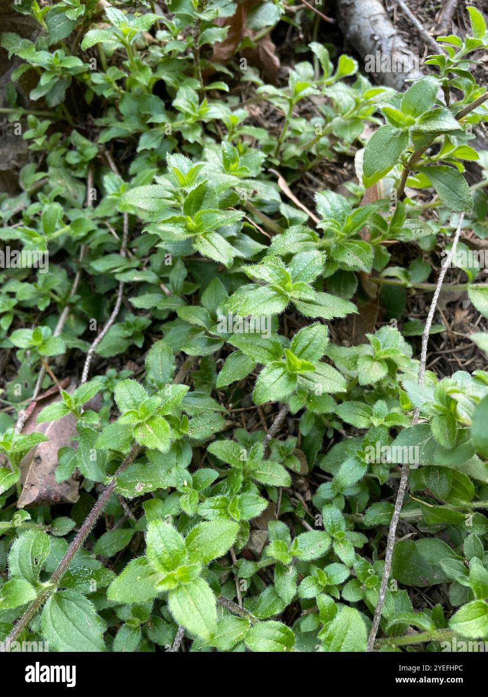 Whipplea modesta hi-res stock photography and images - Alamy